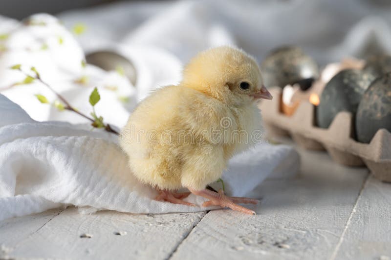 Easter Still Life with Little Chickens and Eggs Stock Image - Image of ...