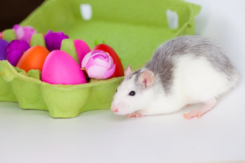 Easter 2020 is the Symbol of the Chinese New Year of the Rat. Beautiful ...