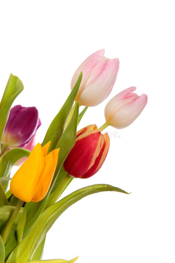 Easter tulips border stock photo. Image of seasonal, tulipa - 13229842
