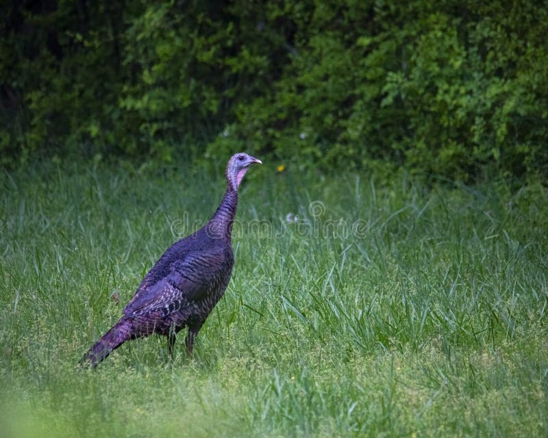 Easter Turkey Strolls through Backyard Stock Image - Image of body ...