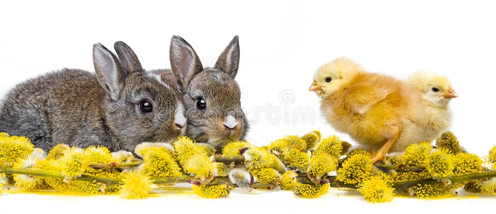 Easter stock image. Image of buds, closeup, easter, brown - 38505255