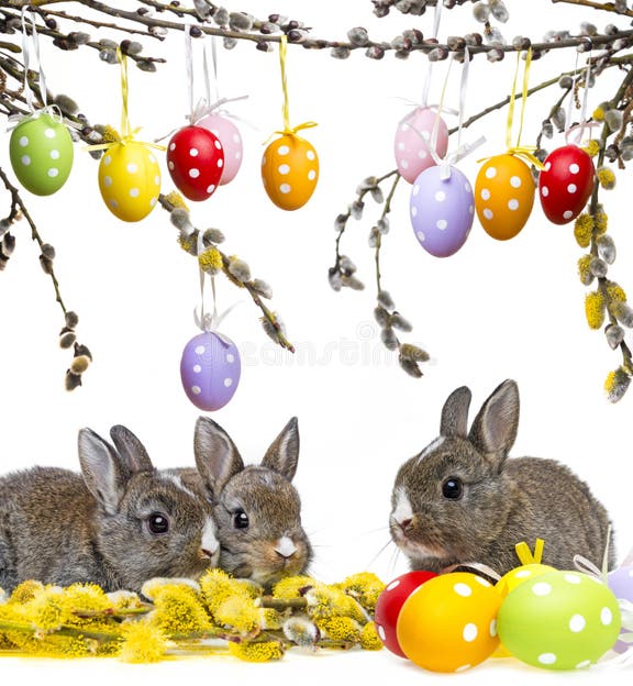 Easter stock photo. Image of bunny, buds, furry, ears - 38671812