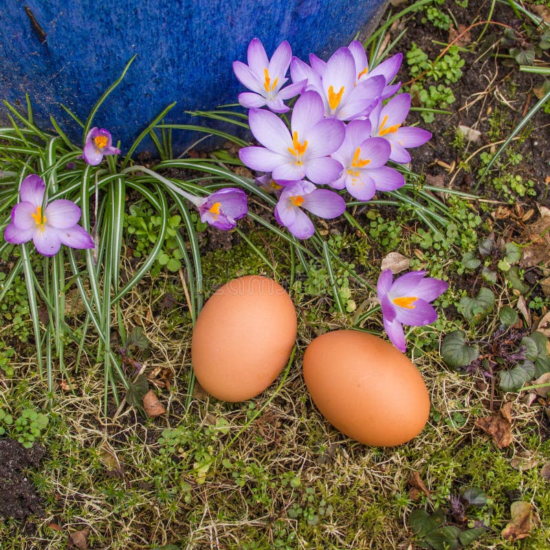 Easter, Two Natural Eggs on the Ground with Crocus. Stock Image - Image ...