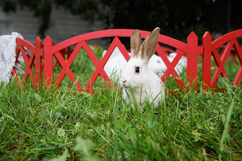 Easter white bunny grass stock photo. Image of fence - 86578260