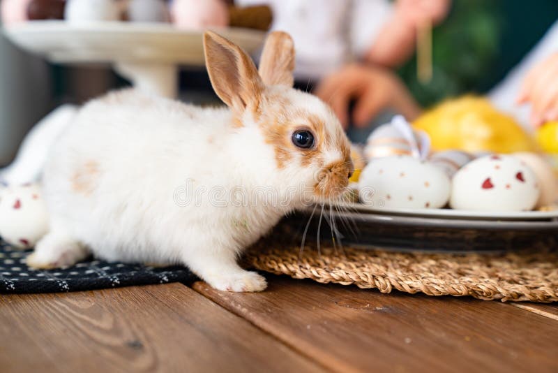 A Easter White Rabbit on the Table. Traditions. Stock Image - Image of ...