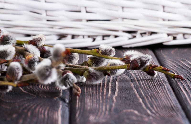 Easter willow twigs stock photo. Image of blossom, gray - 70448564