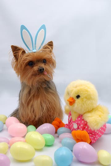 Easter Yorkshire Terrier Dog Stock Image - Image of eggs, yorkie: 8763417