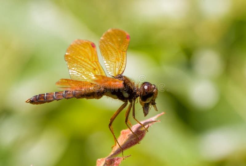 Eastern Amberwing Dragonfly Eating a Bug Stock Photo - Image of ...