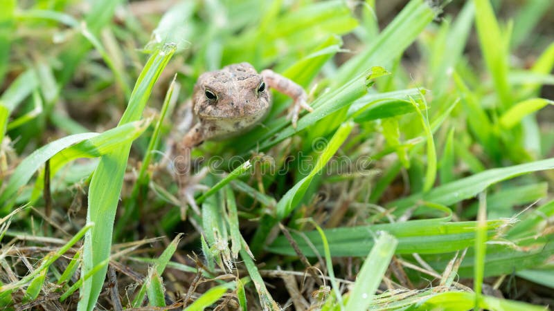 An Eastern American Toad in Green Grass Close Up, Eye Level Stock Image ...
