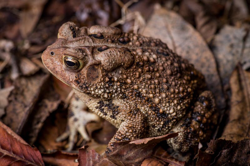 Eastern American Dwarf Toads Stock Photo - Image of black, shawnee ...