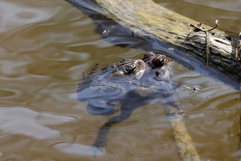 The Eastern American Toad Anaxyrus Americanus Americanus Stock Photo ...