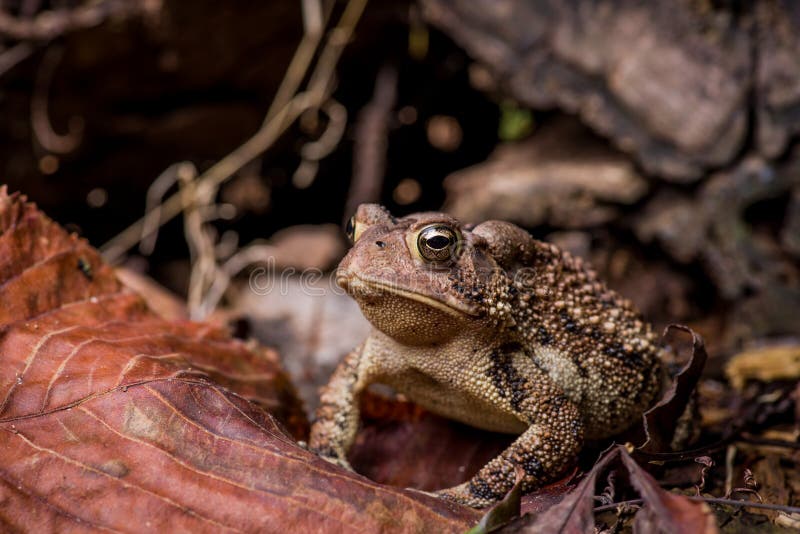 Eastern American Toad, Anaxyrus Americanus, Head Top View from Above ...