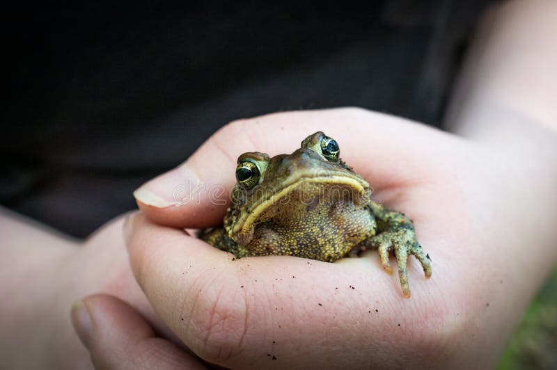 Eastern American Toad stock image. Image of captured - 72311107