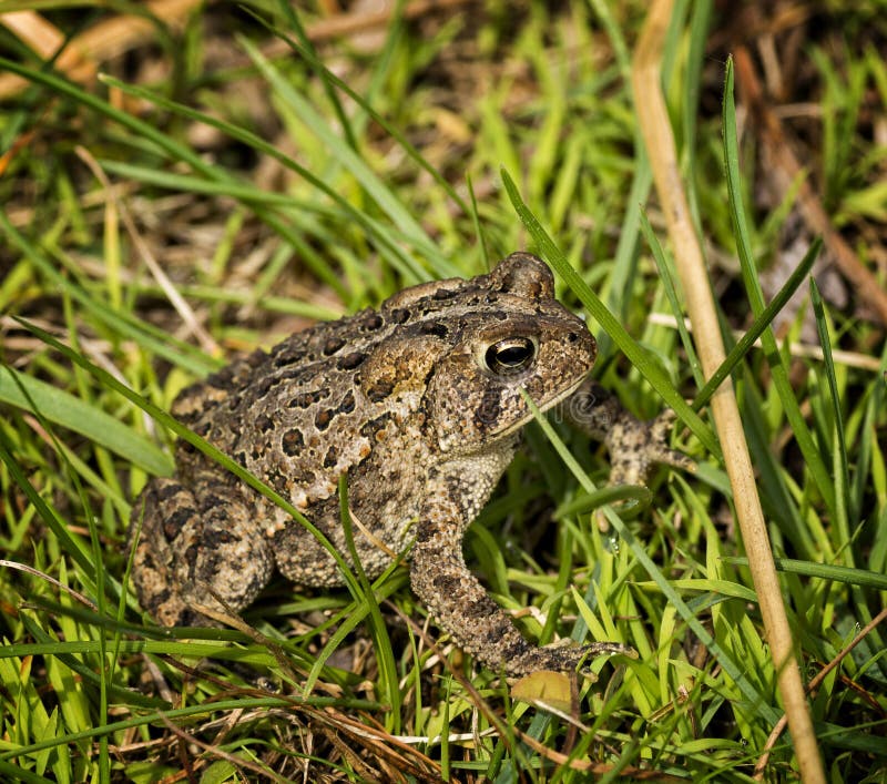 American toad amplexus stock image. Image of mating, male - 39844485