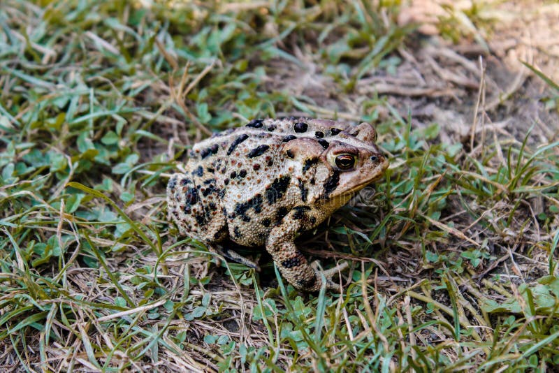 Eastern American Toad on Grass Stock Image - Image of macro, brown ...