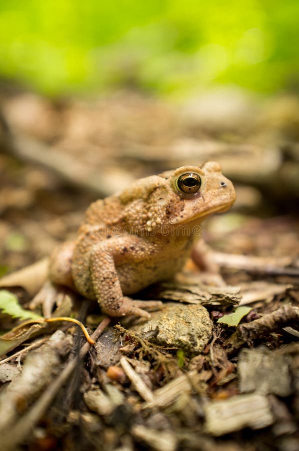 Eastern American Toad stock photo. Image of warts, forest - 123863126