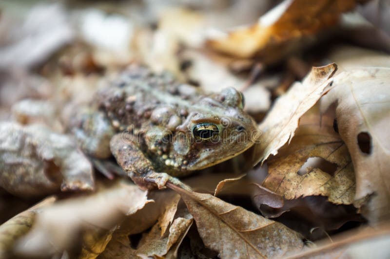 Eastern American Dwarf Toads Stock Photo - Image of black, shawnee ...