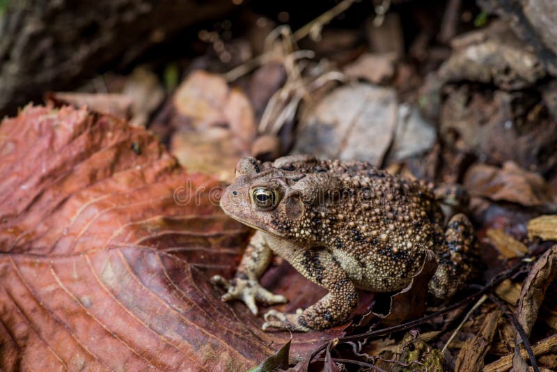 Toad , side view stock photo. Image of annoyed, ugly - 10343480