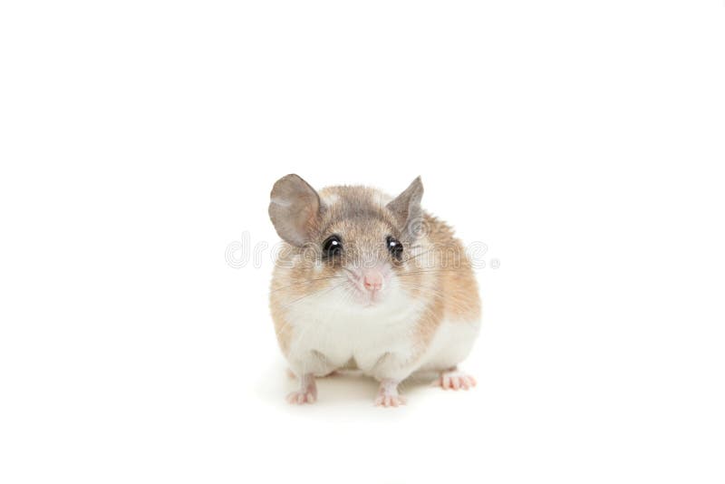 Eastern or Arabian Spiny Mouse, Acomys Dimidiatus Stock Photo - Image ...