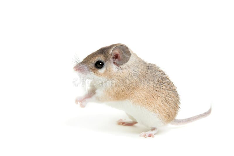 Eastern or Arabian Spiny Mouse, Acomys Dimidiatus Stock Photo - Image ...