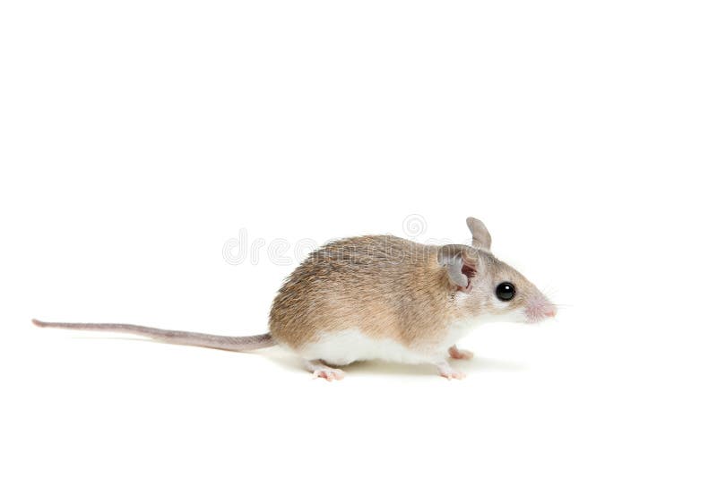 Eastern or Arabian Spiny Mouse, Acomys Dimidiatus Stock Photo - Image ...