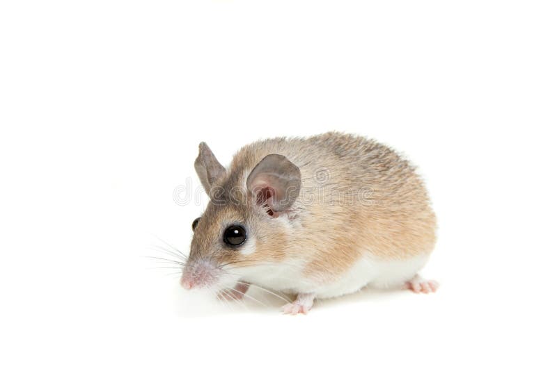 Eastern or Arabian Spiny Mouse, Acomys Dimidiatus Stock Photo - Image ...