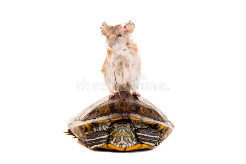Eastern or Arabian Spiny Mouse, Acomys Dimidiatus Stock Photo - Image ...