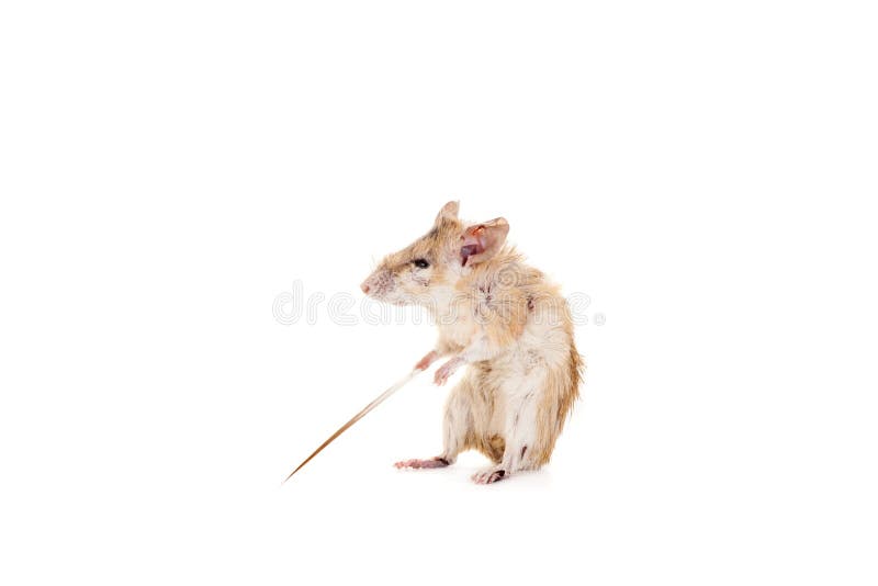 Eastern or Arabian Spiny Mouse, Acomys Dimidiatus Stock Photo - Image ...