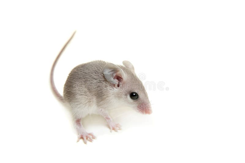 Eastern or Arabian Spiny Mouse, Acomys Dimidiatus Stock Photo - Image ...