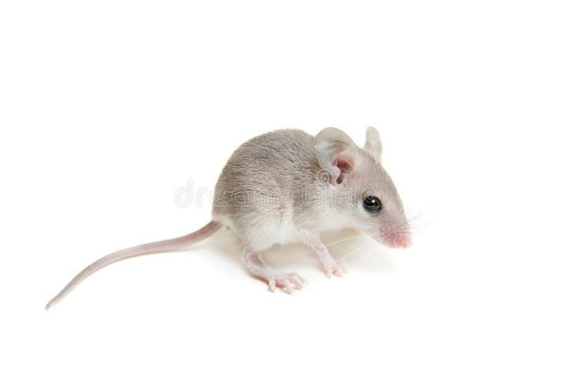Eastern or Arabian Spiny Mouse Baby on White Stock Image - Image of ...