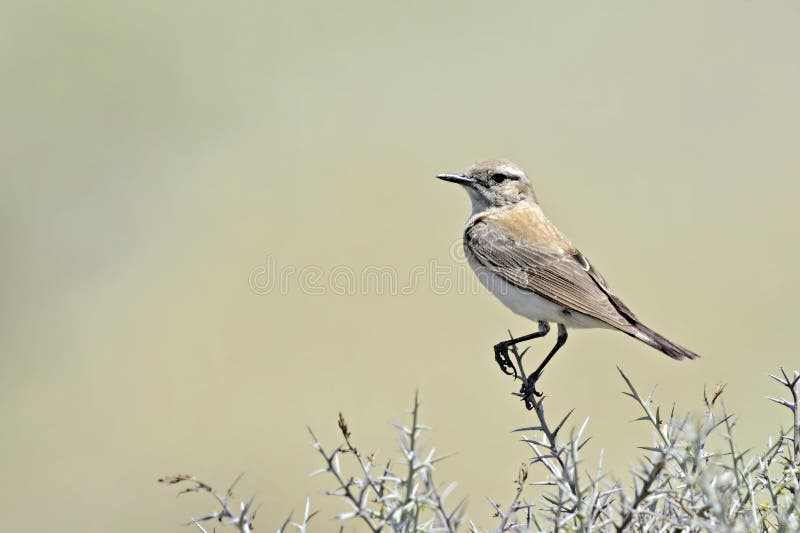 Eastern Black-eared Wheatear Stock Photo - Image of wheatear, nonurban ...