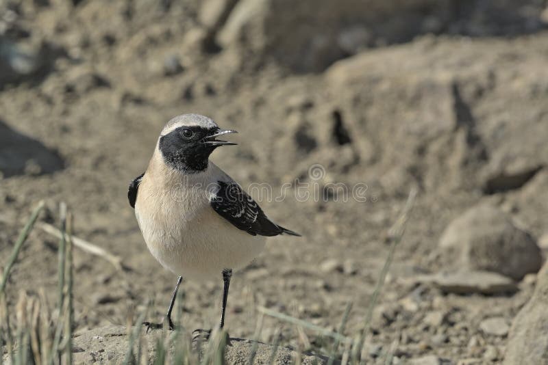 Eastern Black-eared Wheatear Stock Image - Image of melanoleuca ...