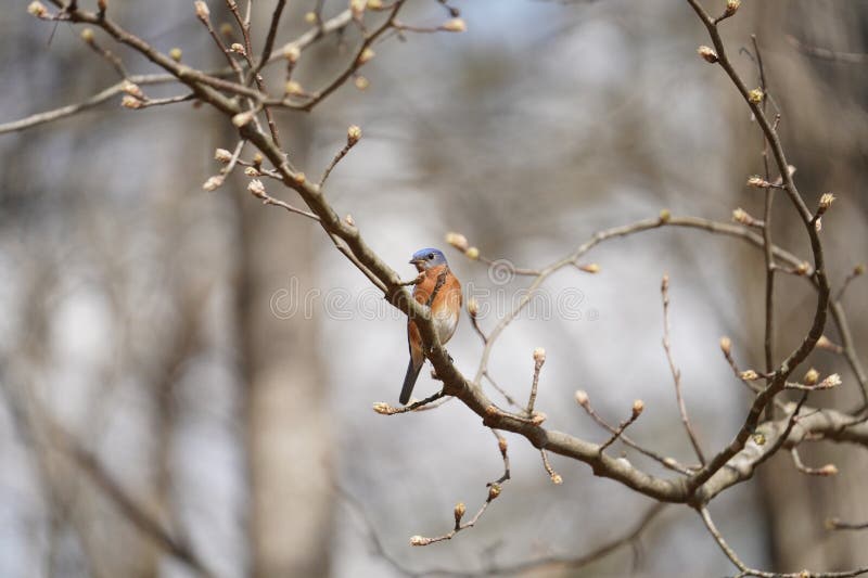 Eastern blue bird stock photo. Image of freezing, wildlife - 335297778