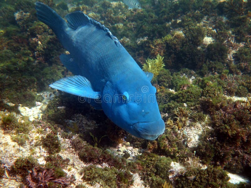 Eastern Blue Groper stock photo. Image of fish, groper - 49245636
