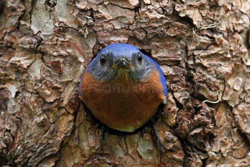 Eastern Bluebird stock image. Image of sialia, wildlife - 14360907