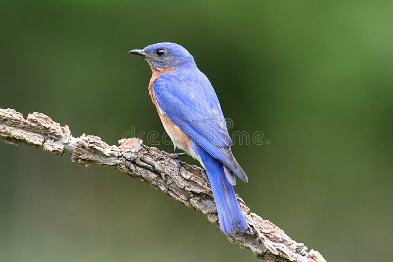 Eastern Bluebird stock image. Image of wild, blue, eastern - 14787997