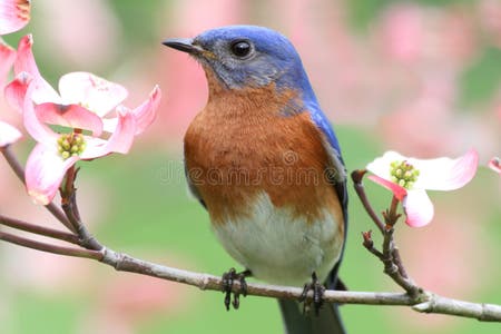 Eastern Bluebird stock image. Image of fauna, avian, bird - 19337365