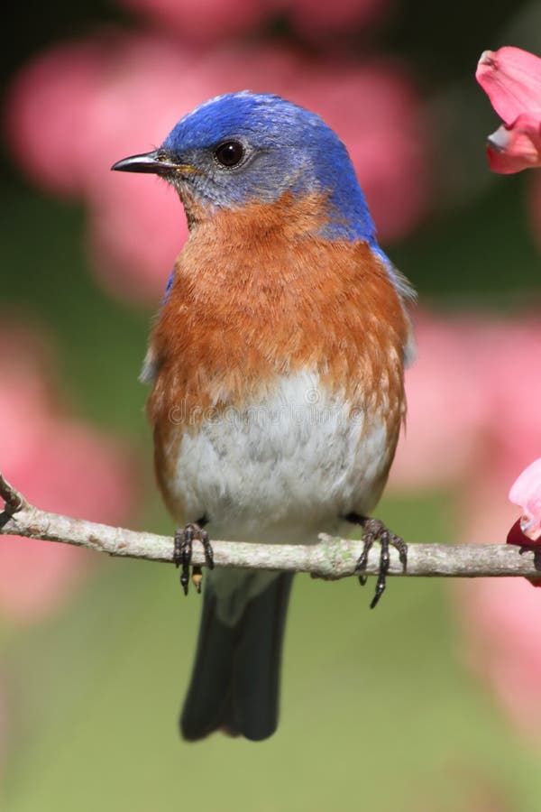 Pair of Eastern Bluebird stock image. Image of ornithology - 17863883
