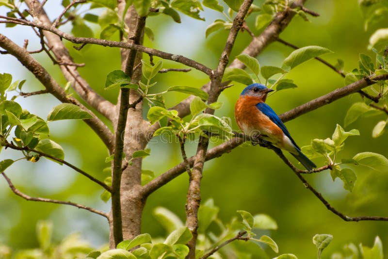 Eastern Bluebird stock image. Image of growth, environment - 29028965