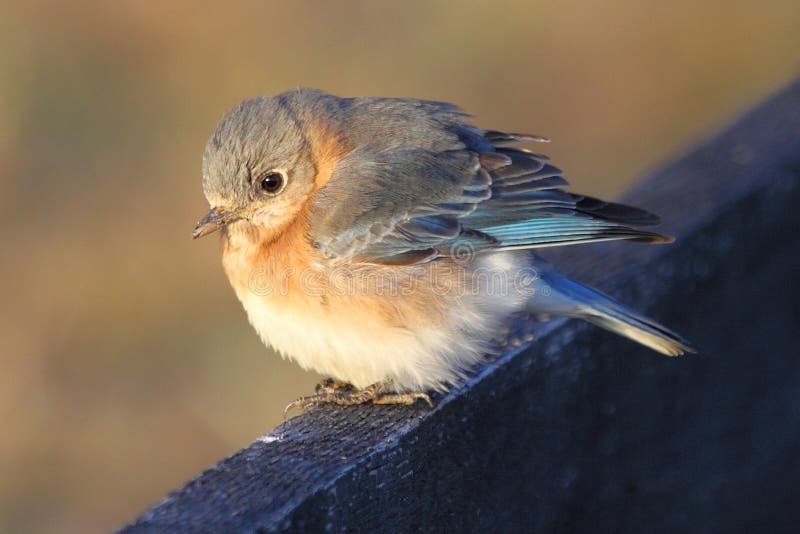 Eastern Bluebird Migration Map Stock Photos - Free & Royalty-Free Stock ...