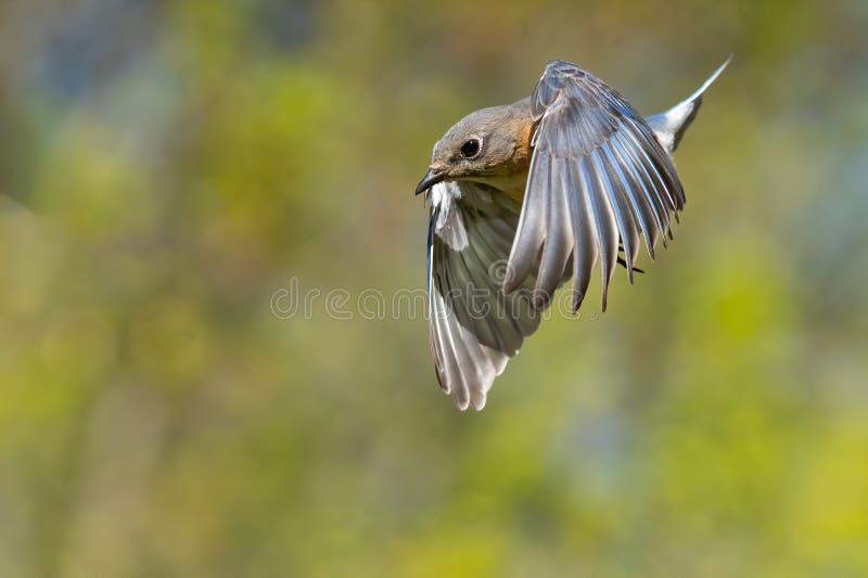 Eastern Bluebird in Flight stock image. Image of beautiful - 178068685