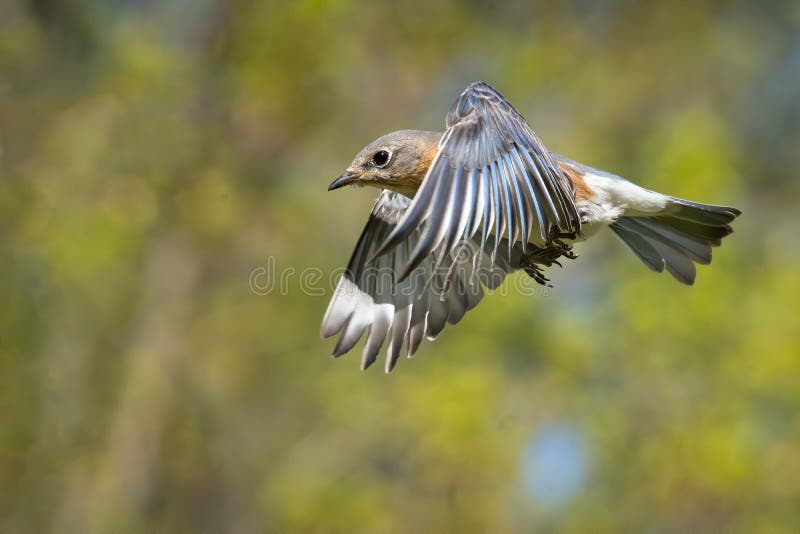 Female Mountain Bluebird Flying