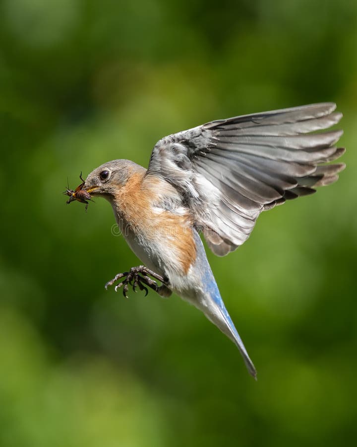 Eastern Bluebird with Insect Stock Image - Image of caterpiller ...