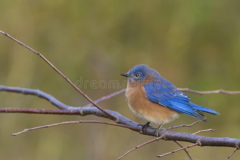 Eastern Bluebird male stock photo. Image of city, central - 34637698