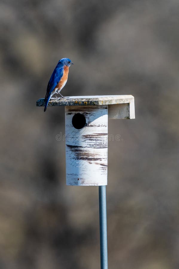Eastern Bluebird Male Stands on Bird Box Stock Image - Image of nature ...