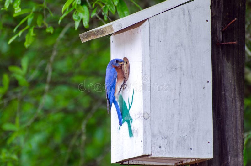 Eastern Bluebird Bird Nest Box Garden Arbor Birdhouses Stock Photo ...
