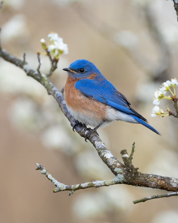 Eastern Bluebird in Plum Tree Stock Image - Image of cuda, twitcher ...