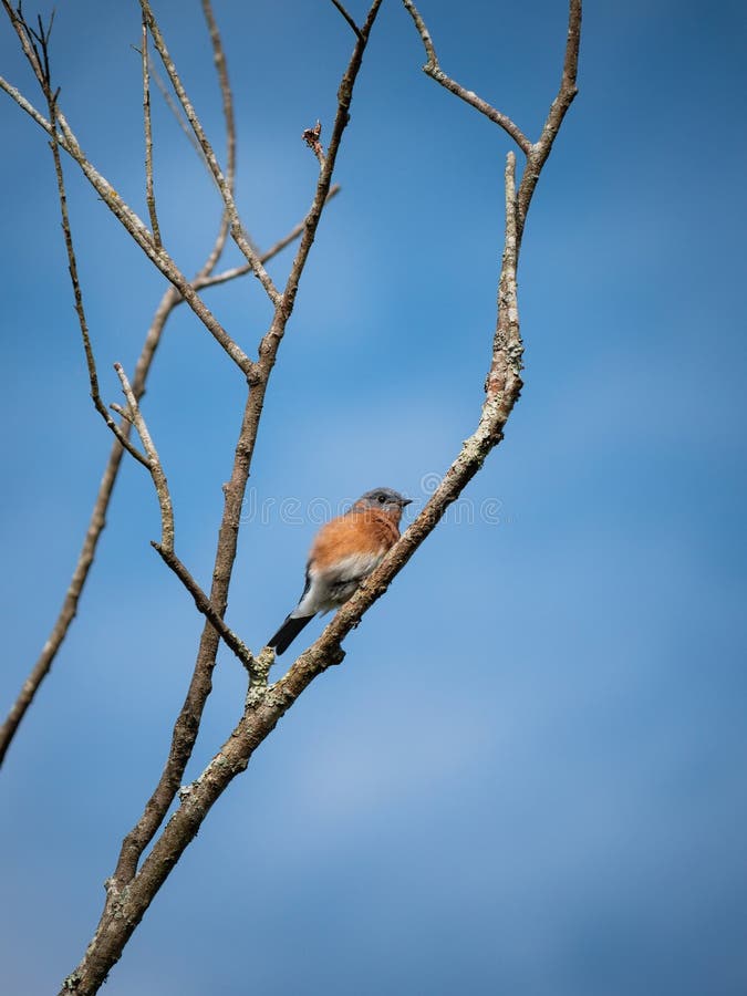 Eastern Bluebird Perched on a Gnarled Tree Branch in a Forest. Stock ...