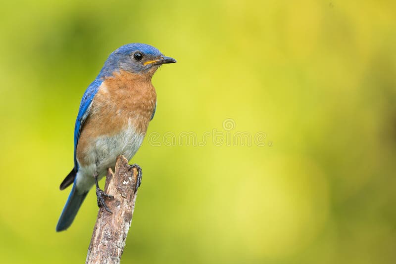 Eastern Bluebird stock photo. Image of flower, february - 159298120