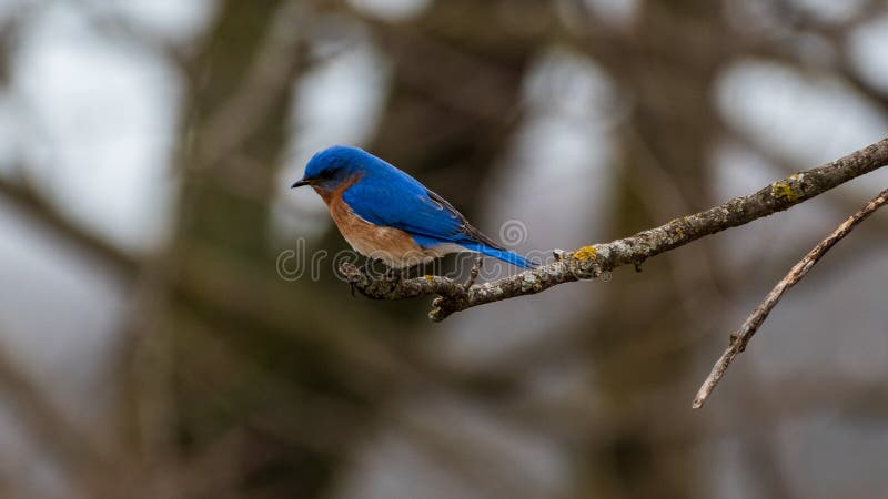 Eastern Bluebird with Bright Feathers Stock Image - Image of blue, tree ...